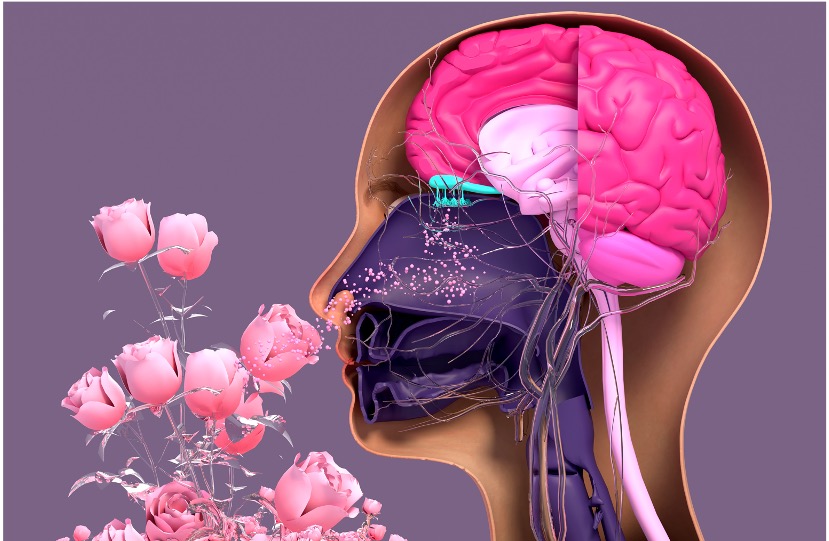 Savoir comment le cerveau réagit aux odeurs peut aider à combattre la ...