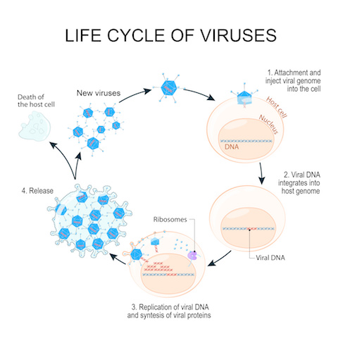 Diagramme De Virus Simple