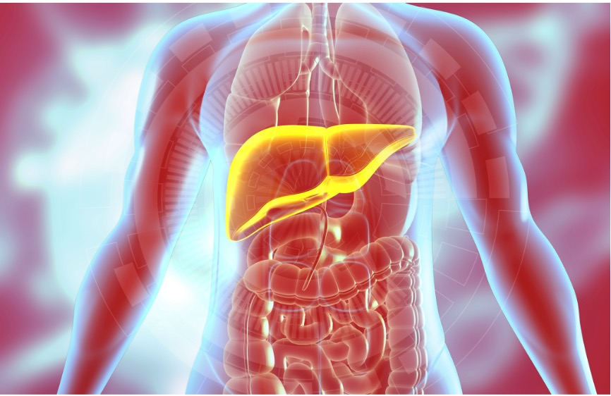 Leverrisicoscore: eenvoudige opsporing van leverfibrose in de algemene ...