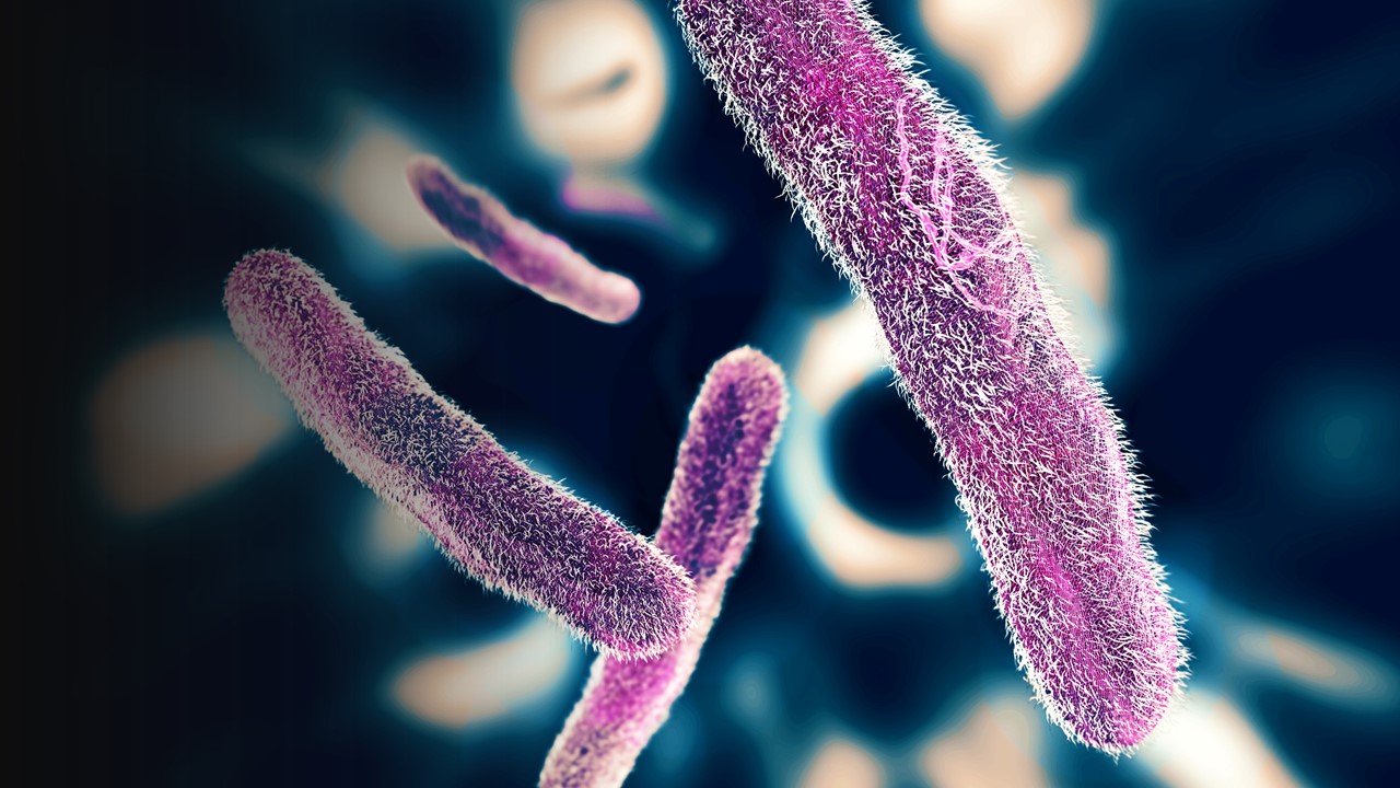 Meer multiresistente Shigella-infecties. De CDC en het Institut Pasteur ...